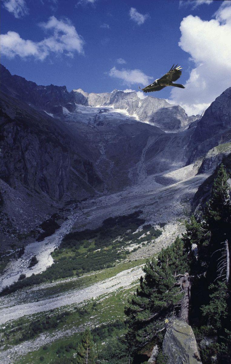 Mallnitz, tra aquila e stambecco