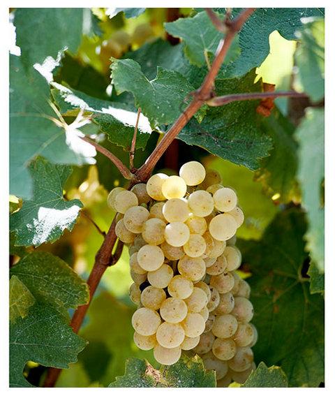 Tenuta Collalto, esempio ideale di terroir