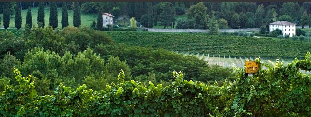 Tenuta Collalto, esempio ideale di terroir
