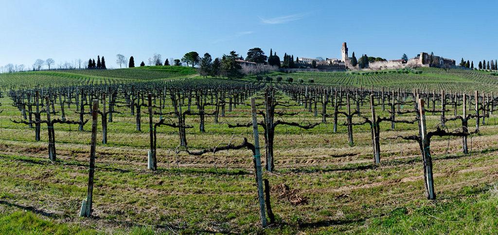 Tenuta Collalto, esempio ideale di terroir